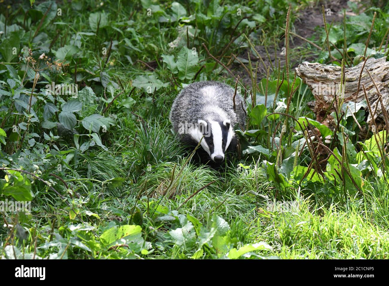 Meles mele hi-res stock photography and images - Alamy