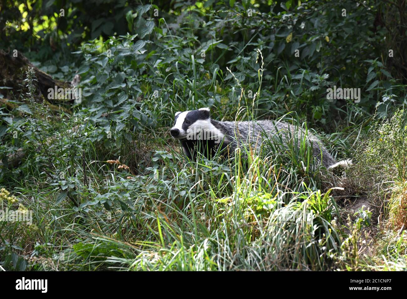 Dachs *** Local Caption *** Badger, badger in the midsummer, European ...
