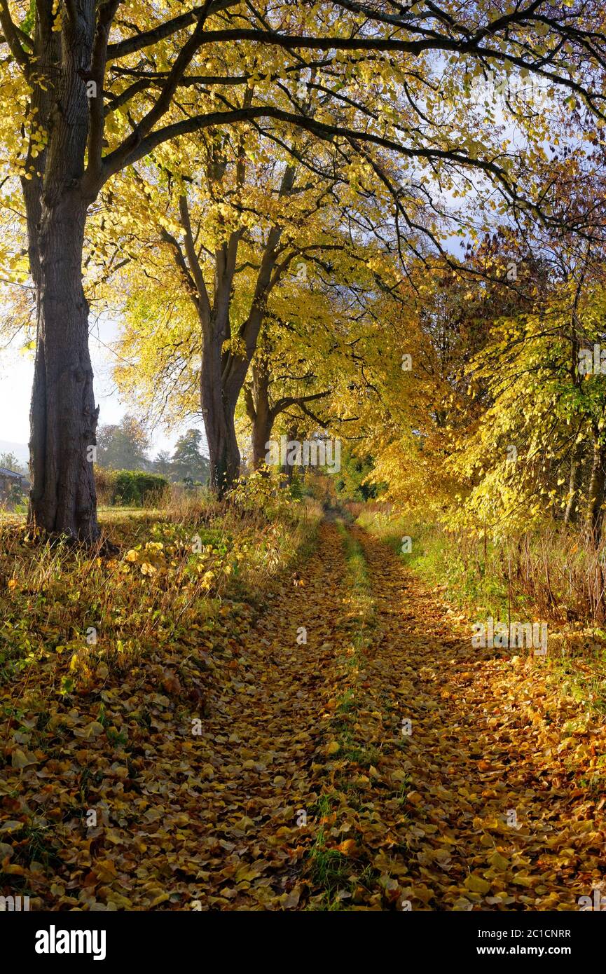 Autumn trees, Moncreiffe Island, also known as Friarton Island Stock ...