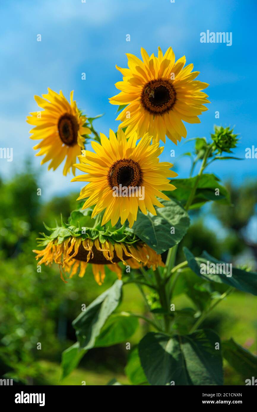 Candus hi-res stock photography and images - Alamy