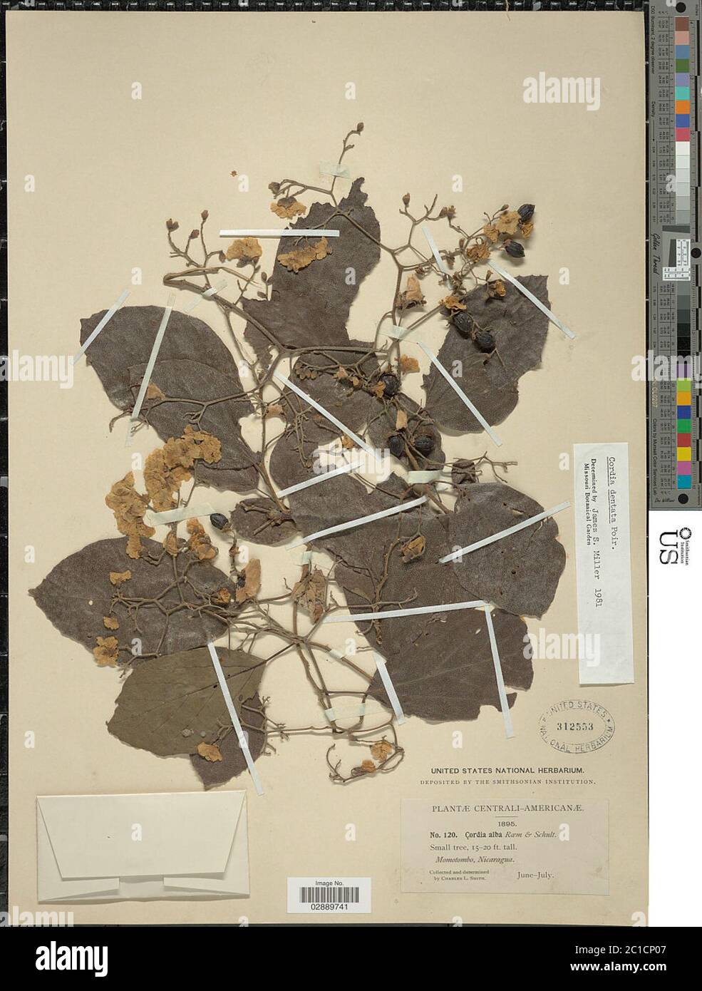 Cordia dentata hi-res stock photography and images - Alamy