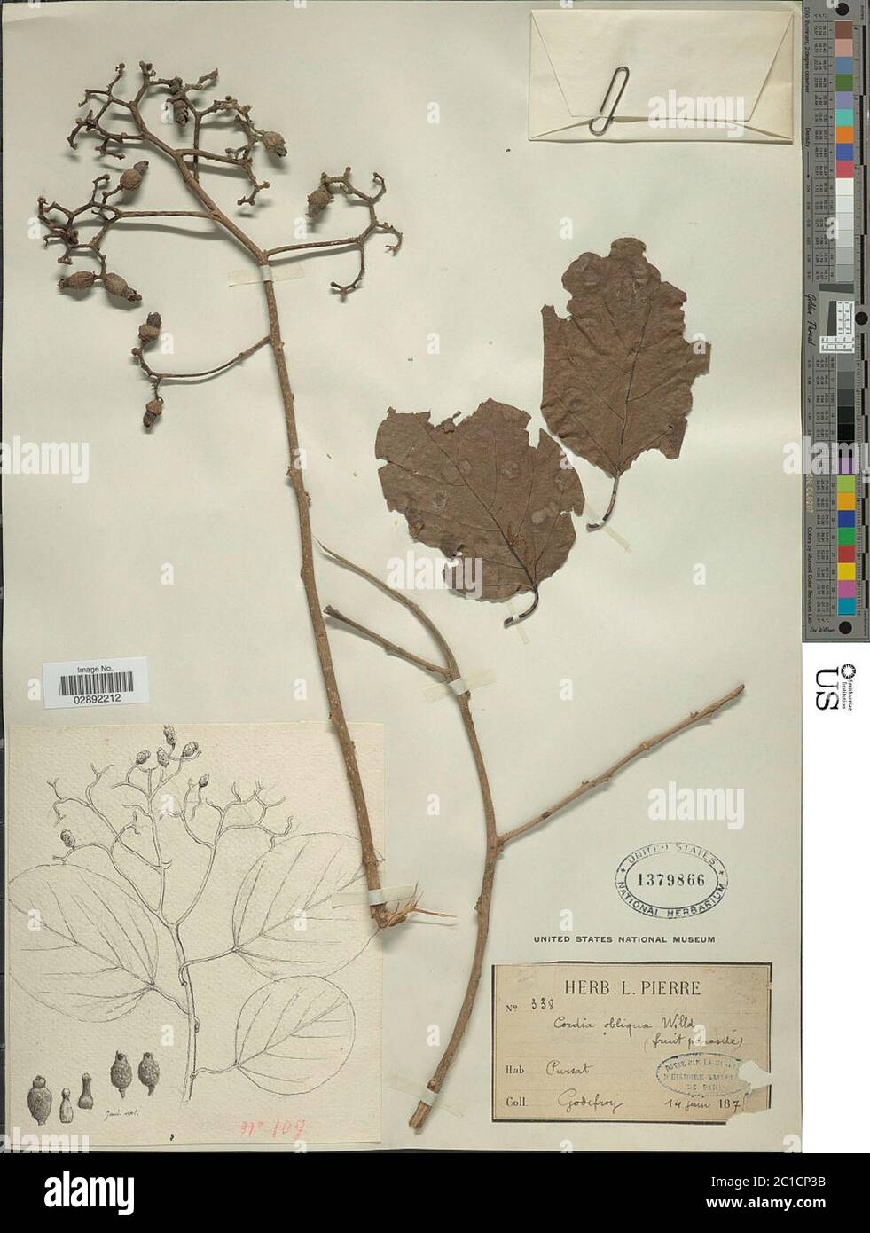 Cordia obliqua Willd Cordia obliqua Willd Stock Photo - Alamy