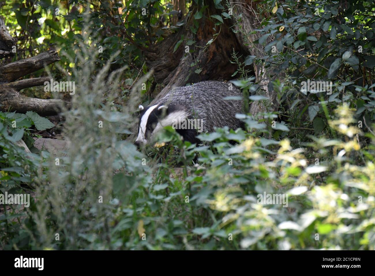 Dachs *** Local Caption *** Badger, badger in the midsummer, European ...