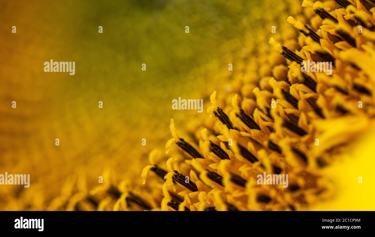 The spiral part of the center of a sunflower flower close-up Stock ...