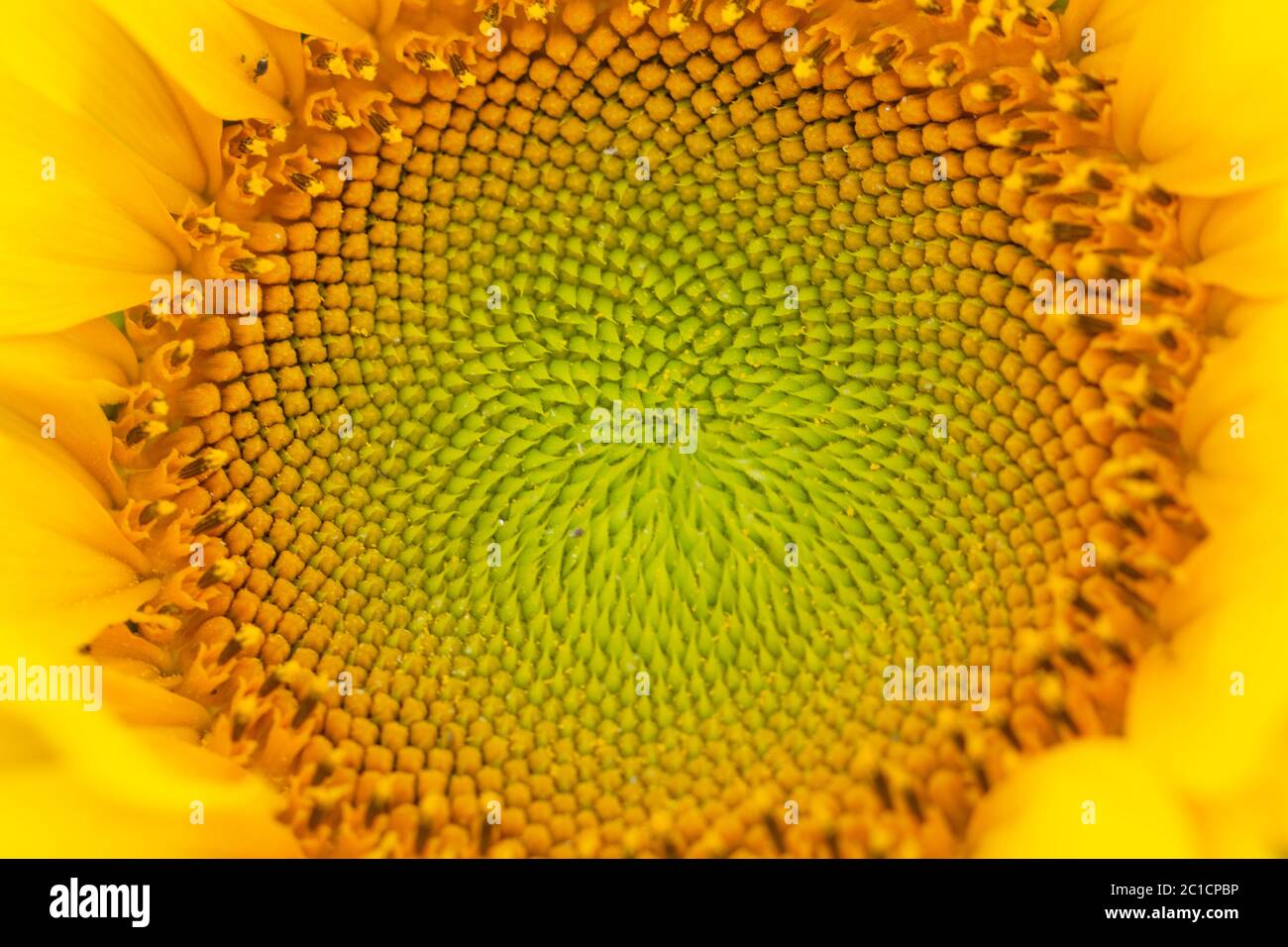 The spiral part of the center of a sunflower flower close-up Stock ...