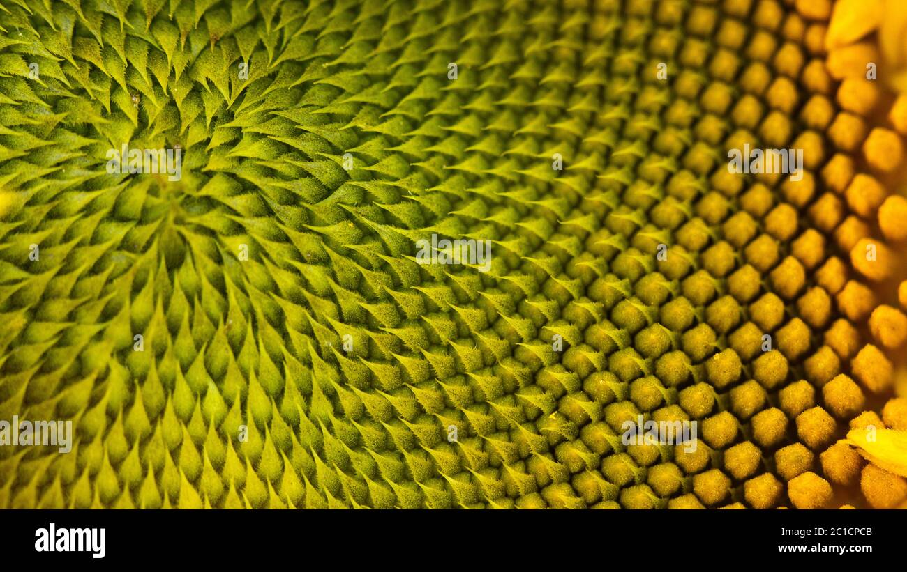 The spiral part of the center of a sunflower flower close-up Stock ...