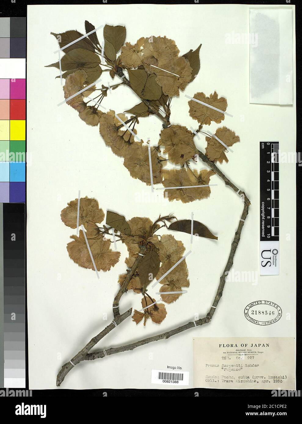 Prunus sargentii Rehder Prunus sargentii Rehder Stock Photo - Alamy