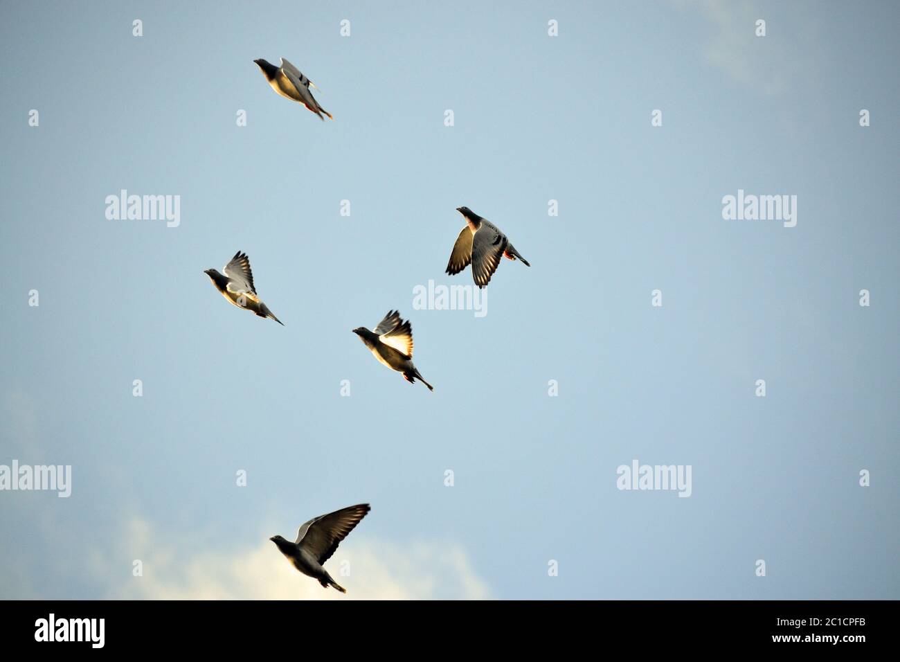 small swarm of pigeons in the sky Stock Photo - Alamy