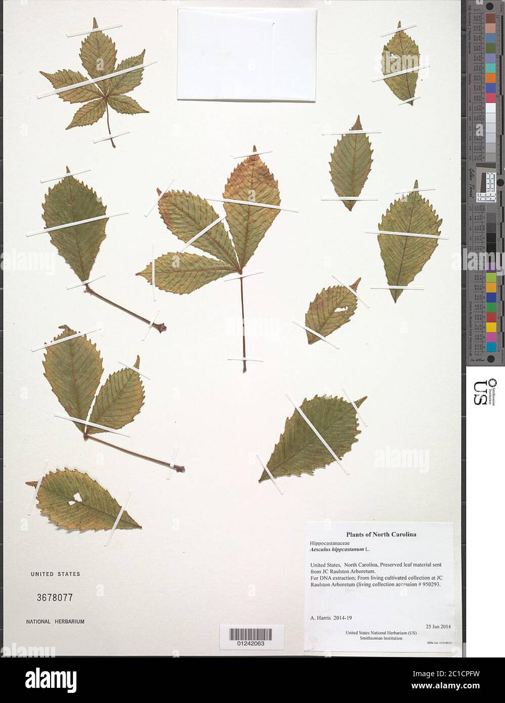 Aesculus hippocastanum L Aesculus hippocastanum L Stock Photo - Alamy