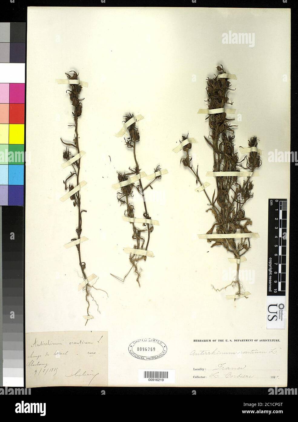 Antirrhinum orontium hi-res stock photography and images - Alamy