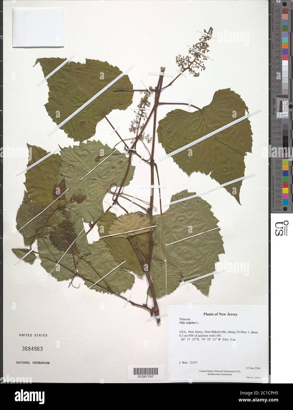 Vitis vulpina L Vitis vulpina L Stock Photo - Alamy