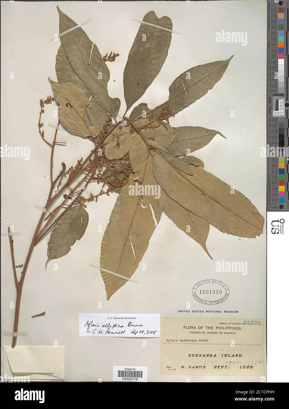 Aglaia elliptica hi-res stock photography and images - Alamy
