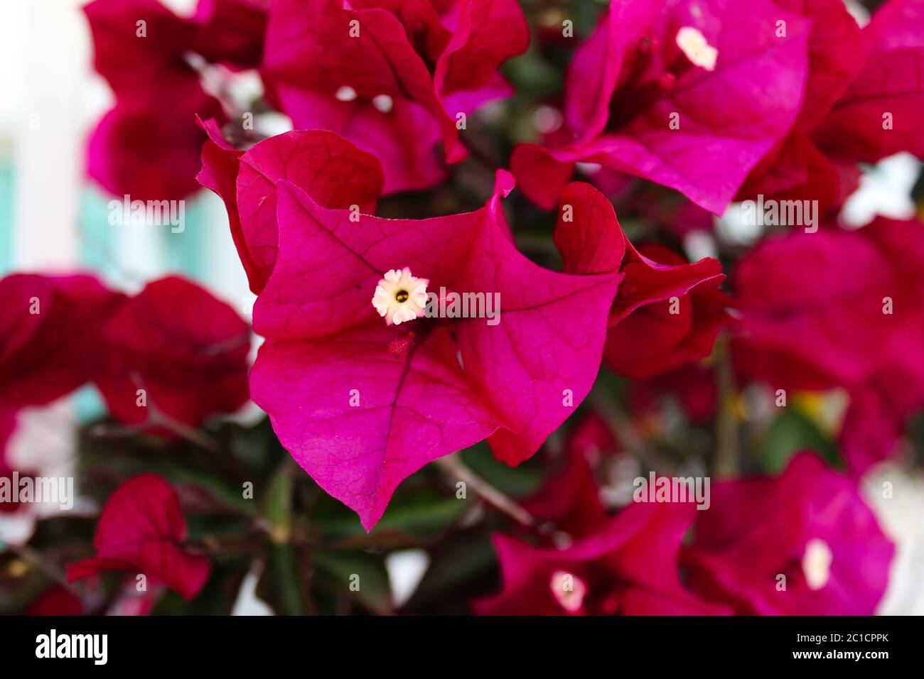 Bougainvillea spectabilis tree hi-res stock photography and images - Alamy