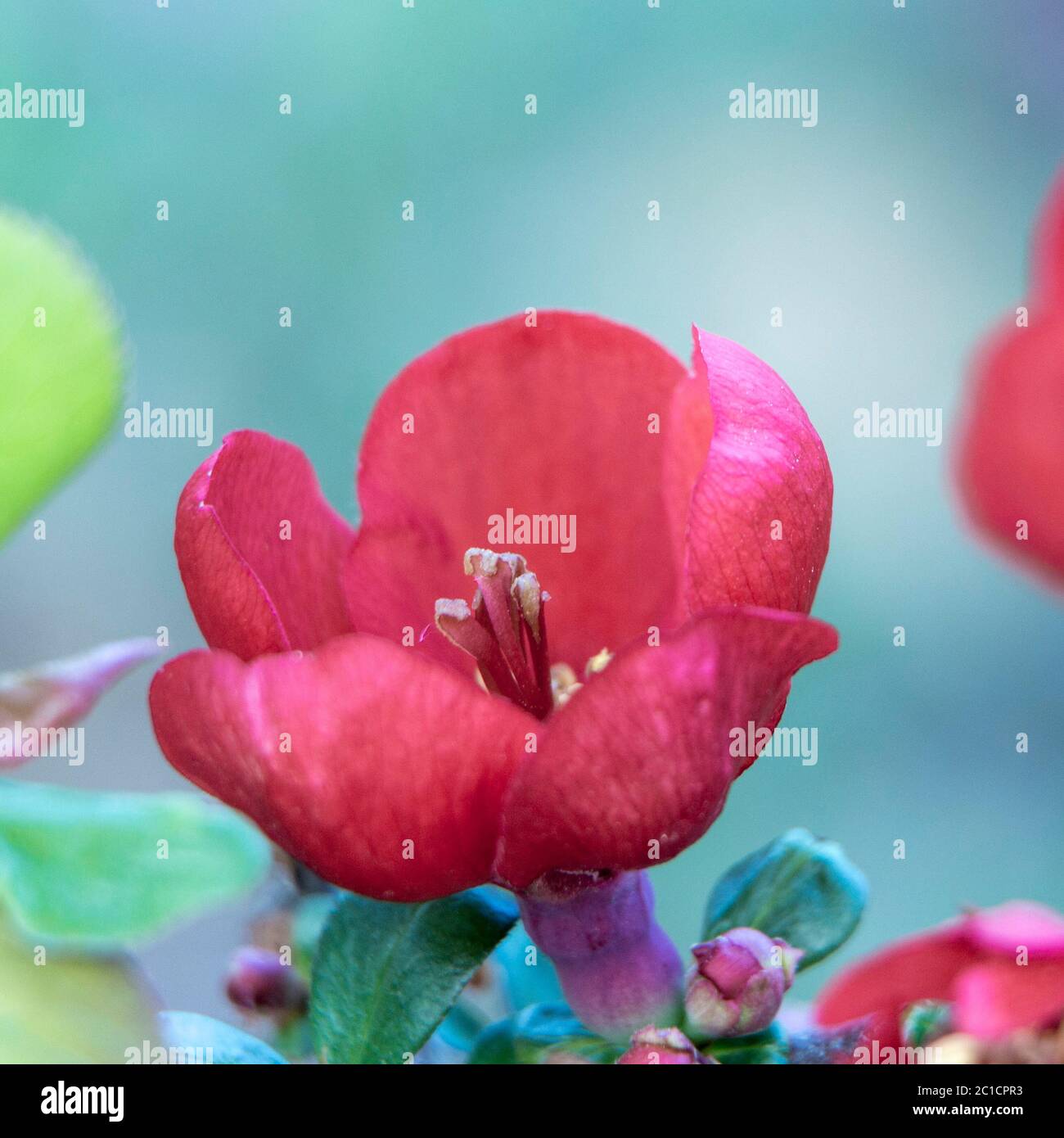 Japanesequince hi-res stock photography and images - Alamy