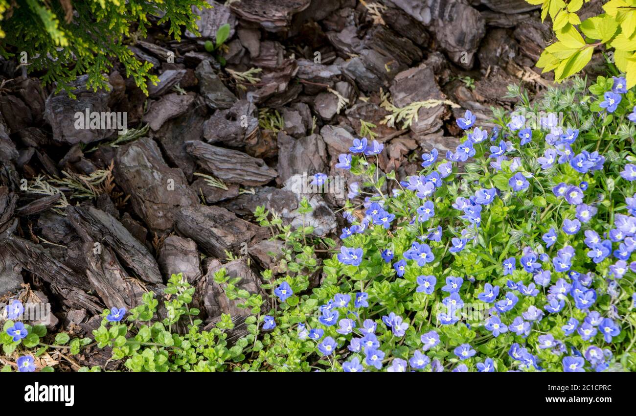 Lysimachia foemina hi-res stock photography and images - Alamy