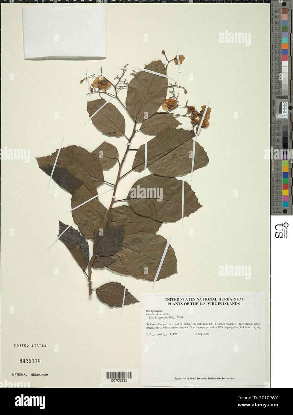 Cordia dentata hi-res stock photography and images - Alamy