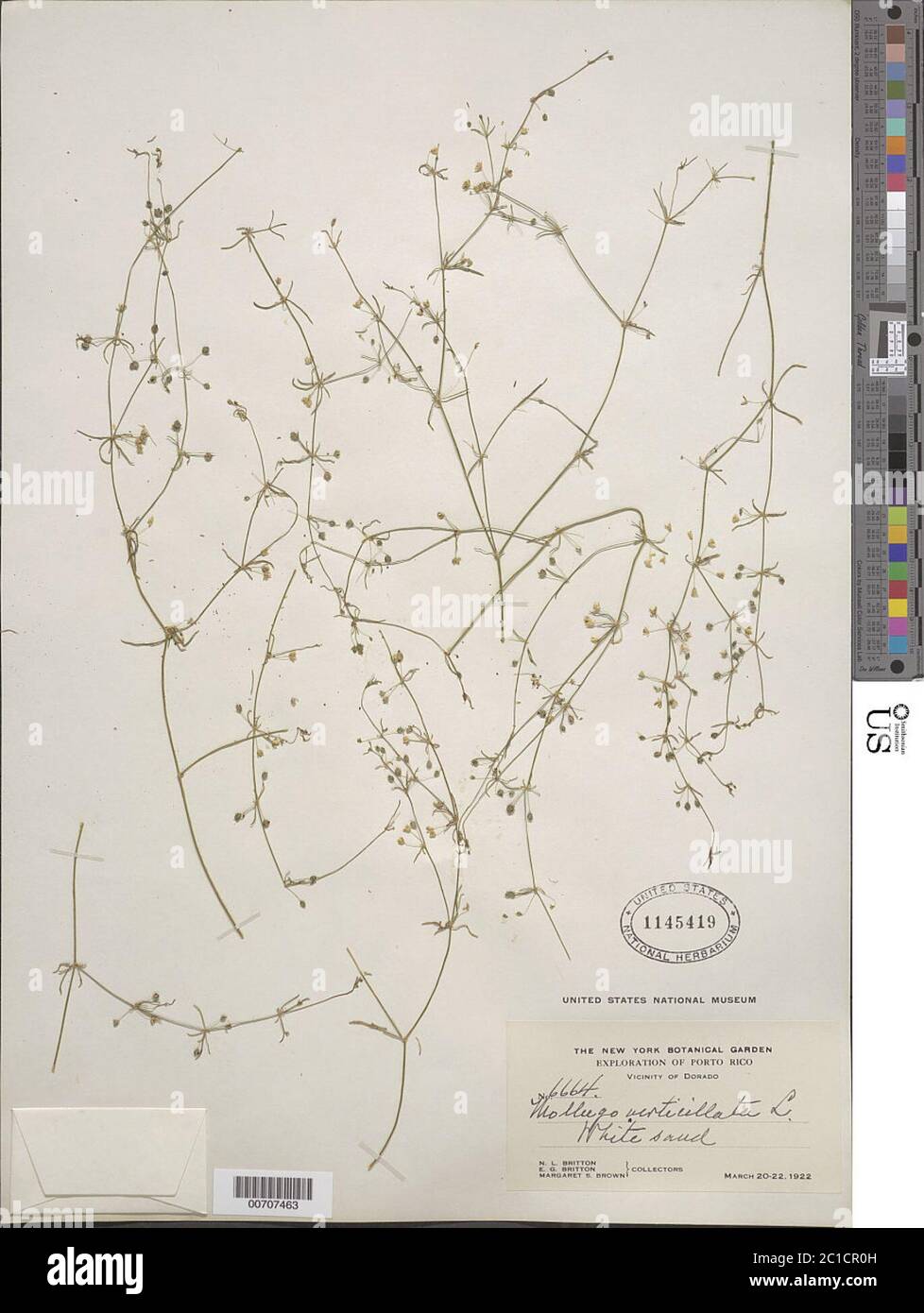 Mollugo verticillata L Mollugo verticillata L Stock Photo - Alamy