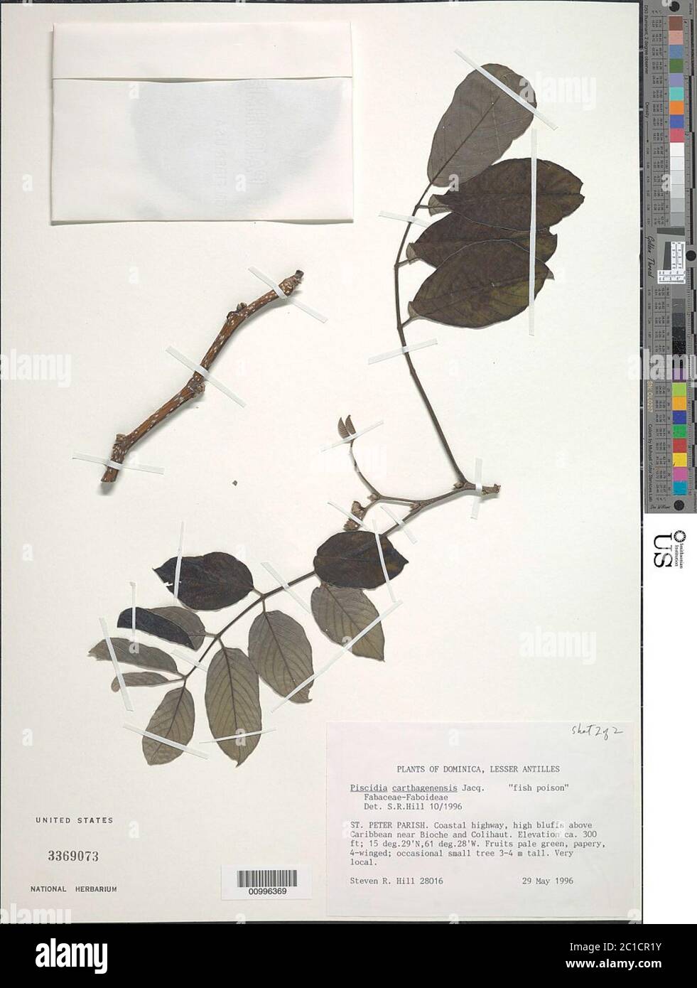 Piscidia carthagenensis hi-res stock photography and images - Alamy