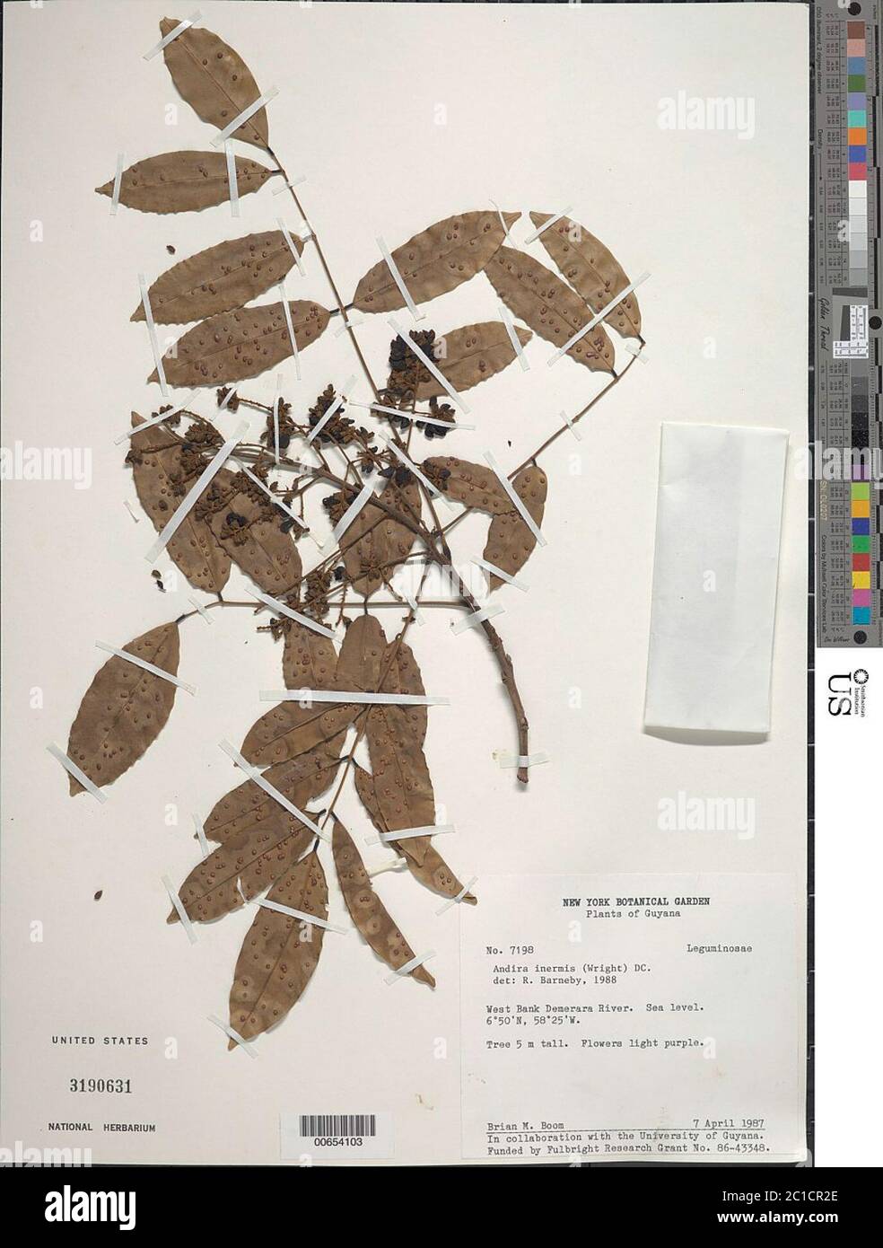 Andira inermis plant hi-res stock photography and images - Alamy