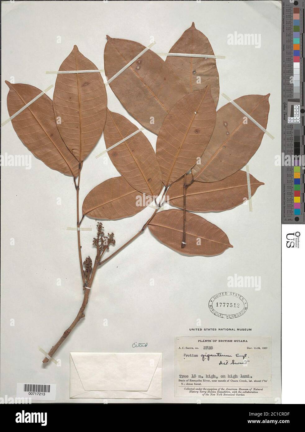 Protium giganteum hi-res stock photography and images - Alamy