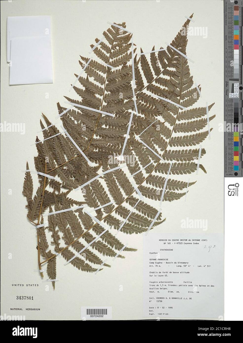 Cyathea sp hi-res stock photography and images - Alamy