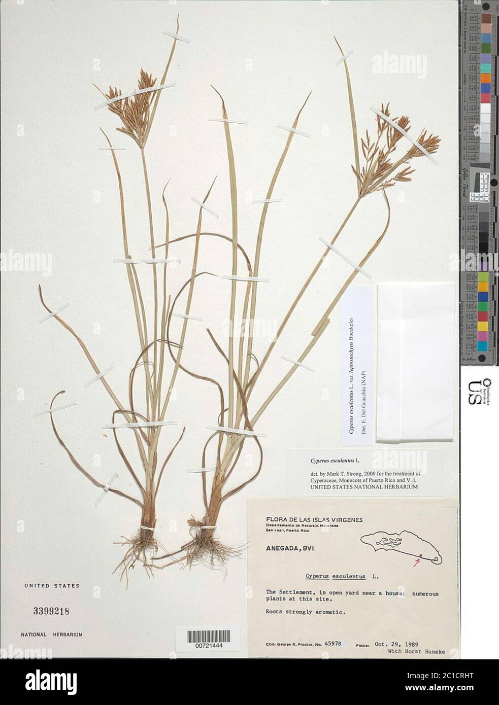 Cyperus esculentus L Cyperus esculentus L Stock Photo - Alamy