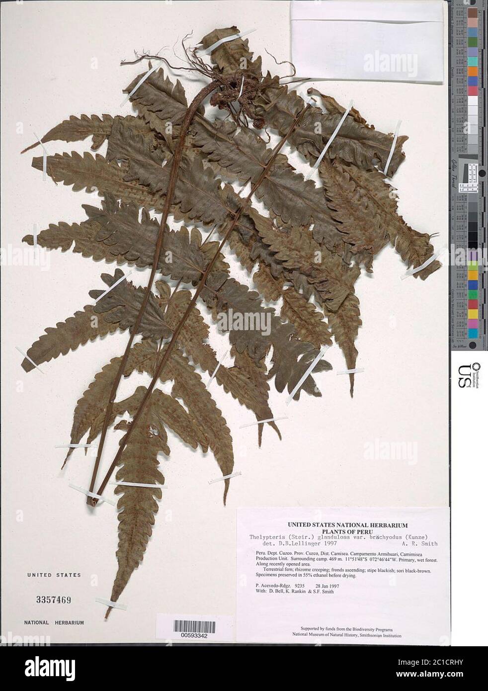 Steiropteris glandulosa Hook f Pic Serm Steiropteris glandulosa Hook f ...