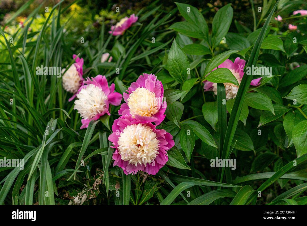Colourful peonies growing in the garden Stock Photo - Alamy