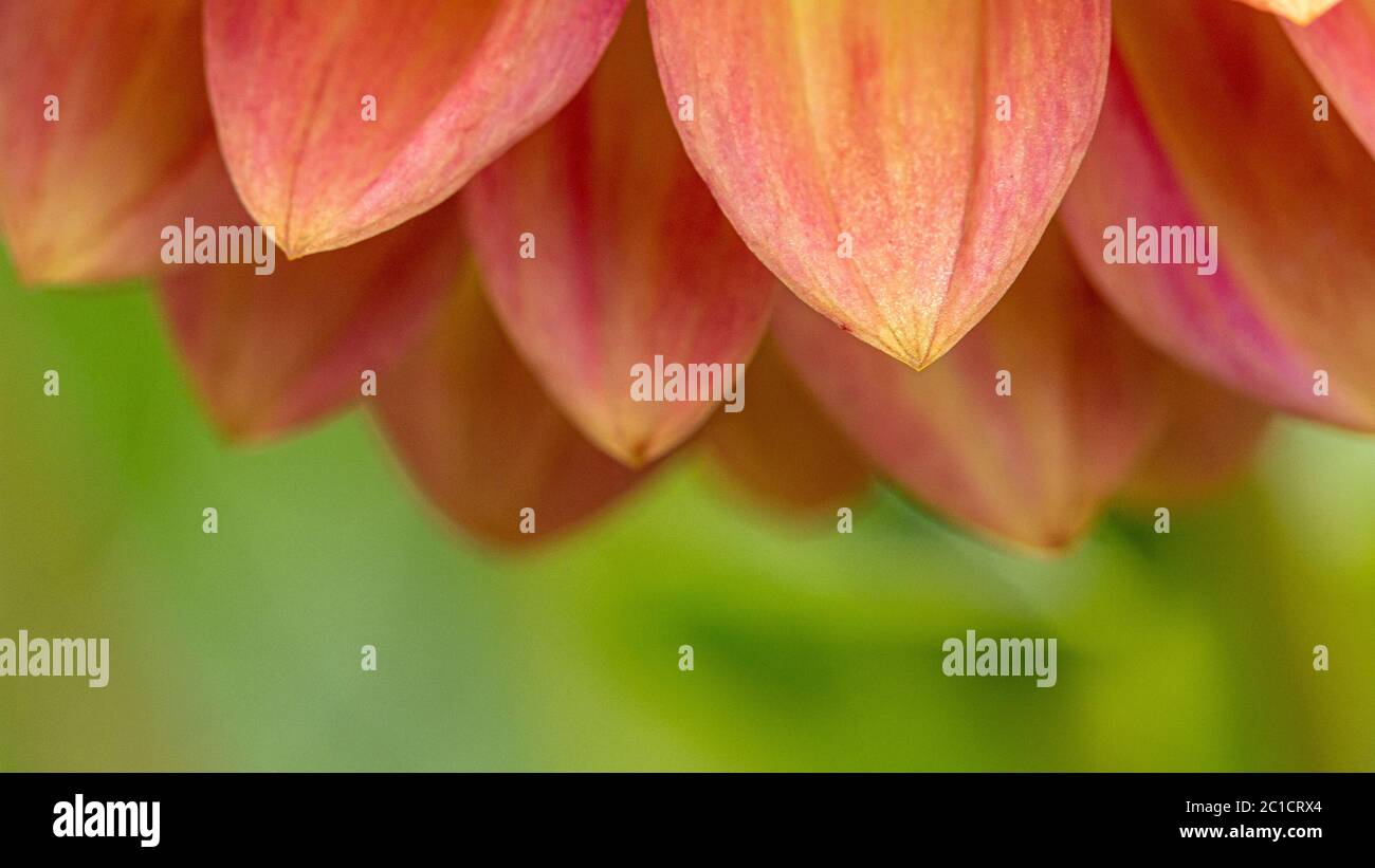 Emphasis to the color of the flowers hi-res stock photography and ...