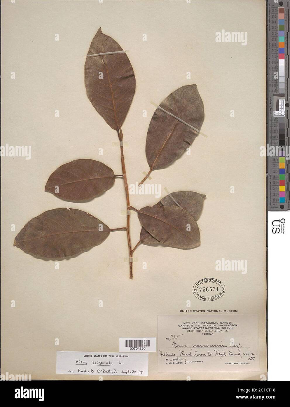 Ficus trigonata L Ficus trigonata L Stock Photo - Alamy