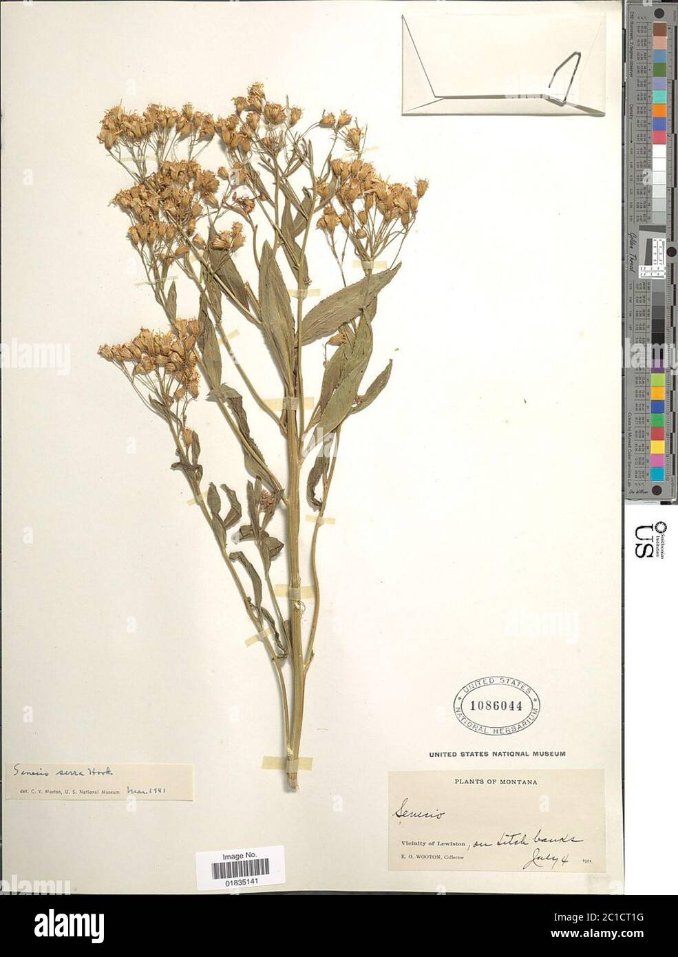 Senecio serra Hook Senecio serra Hook Stock Photo - Alamy