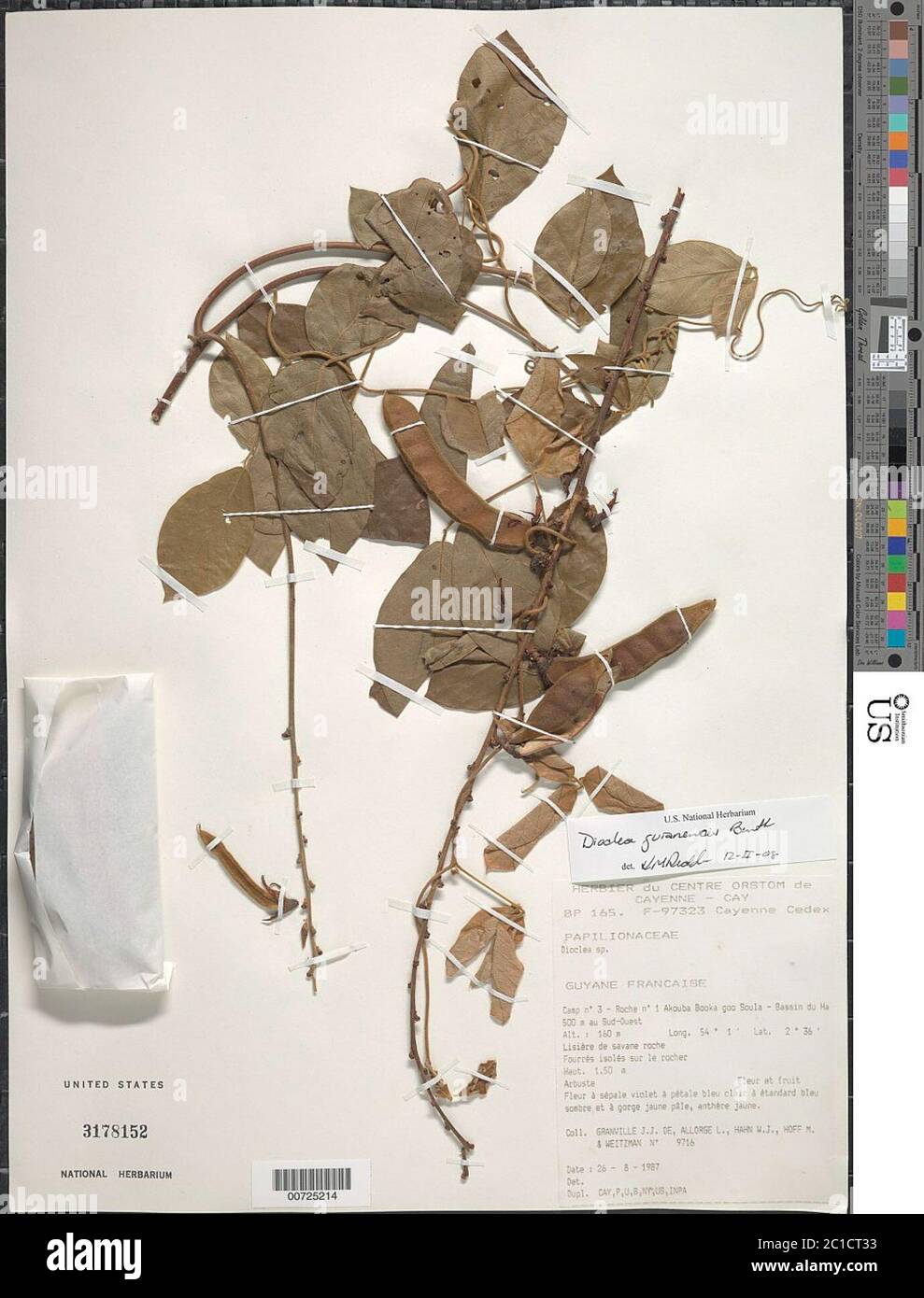 Dioclea hi-res stock photography and images - Alamy