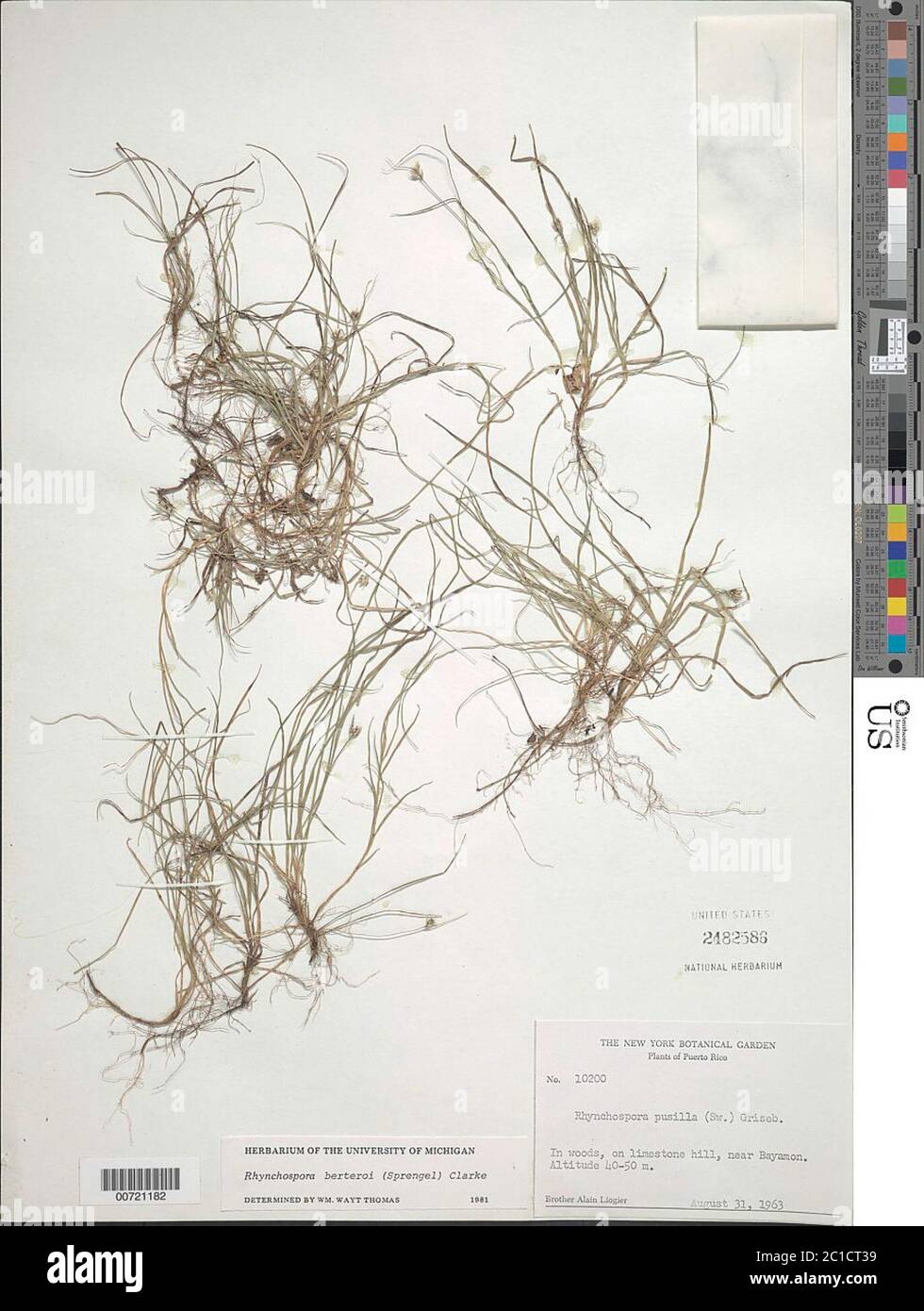 Rhynchospora berteroi Spreng CB Clarke Rhynchospora berteroi Spreng CB ...
