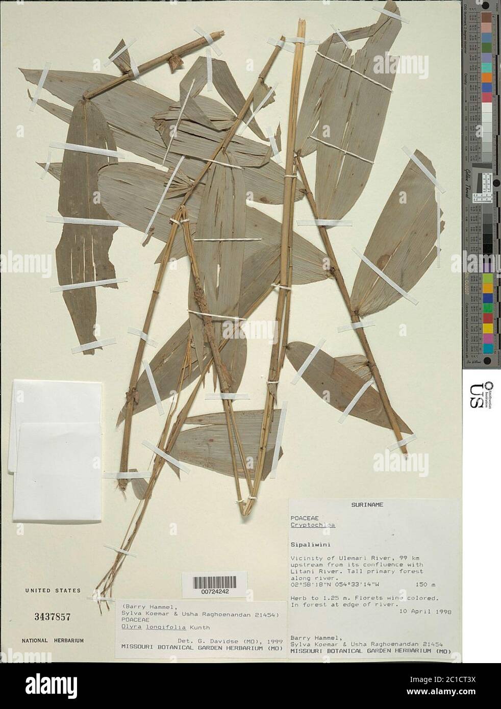 Olyra longifolia Kunth Olyra longifolia Kunth Stock Photo - Alamy