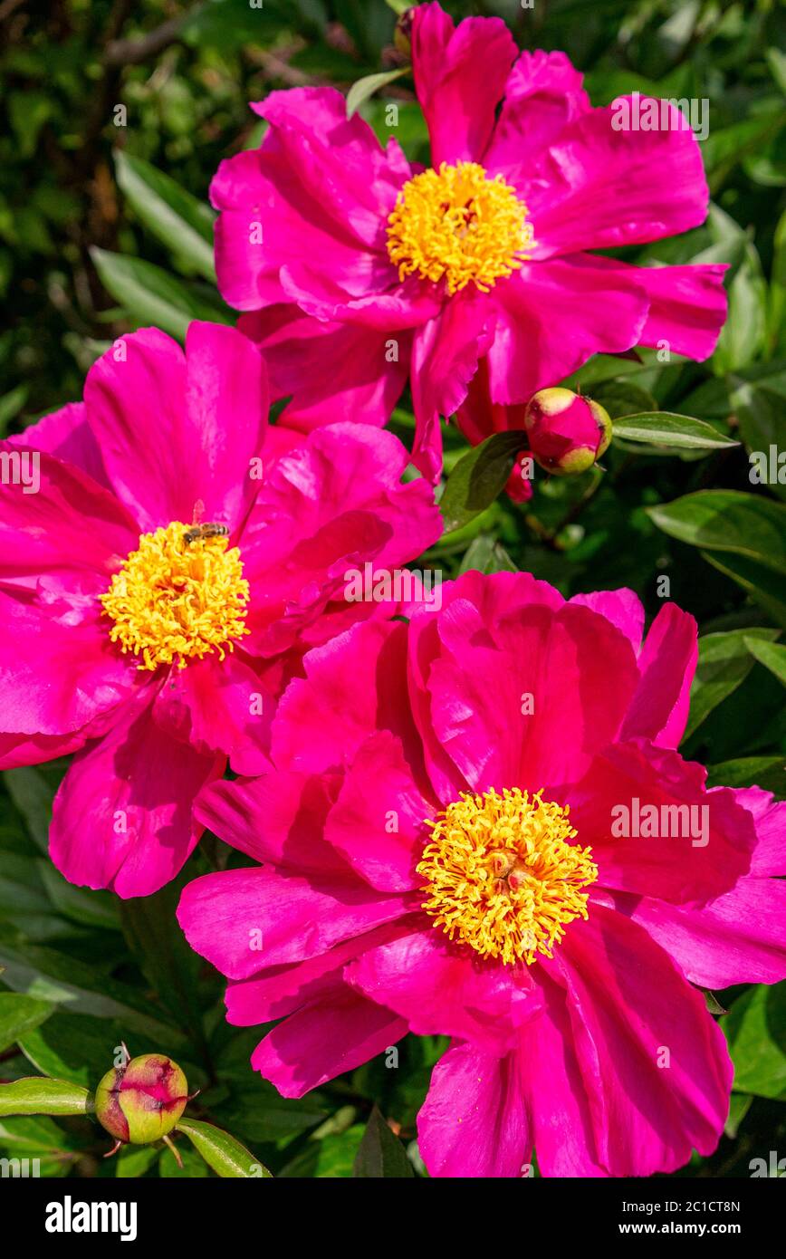 Colourful peonies growing in the garden Stock Photo - Alamy