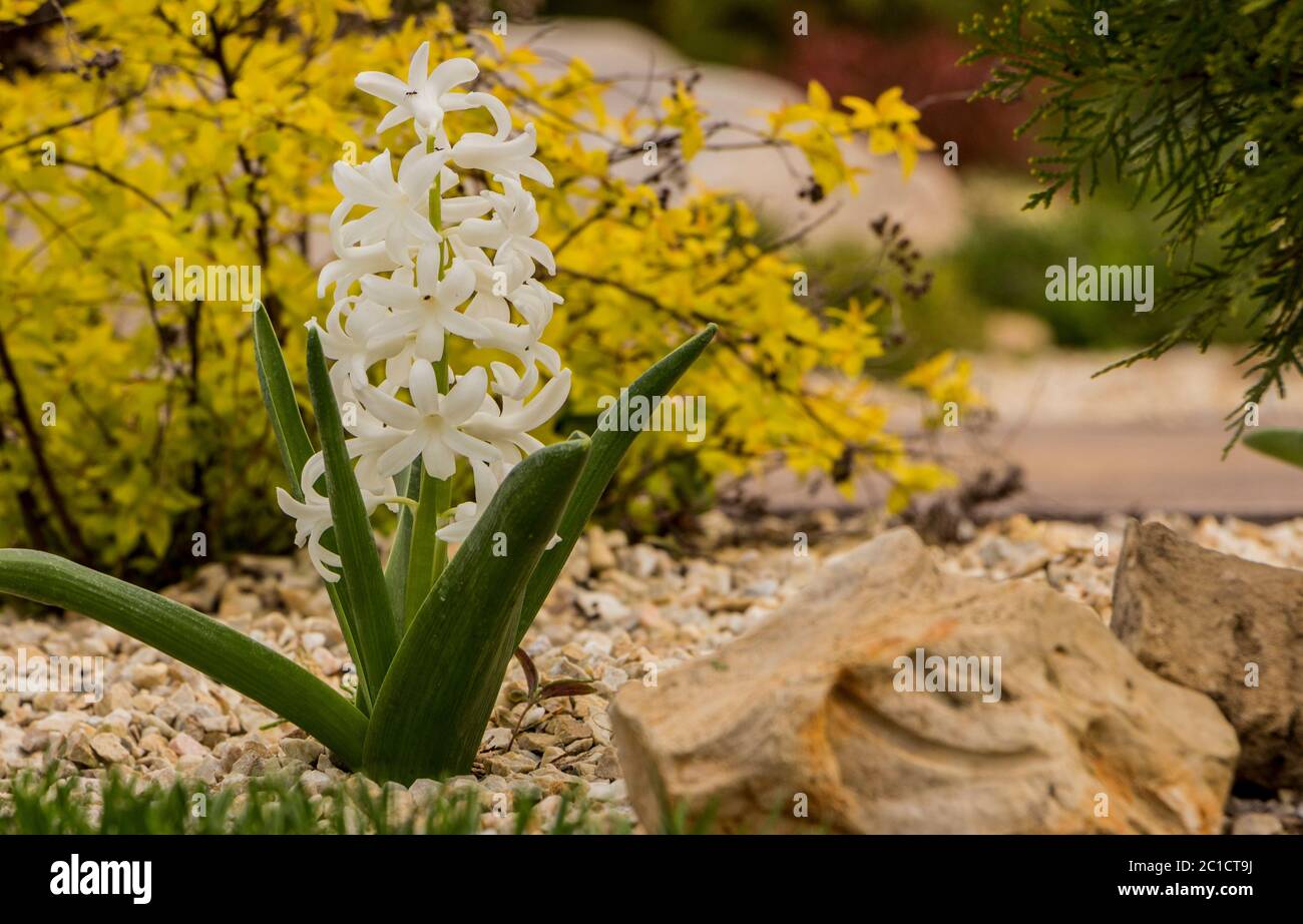 beautiful white hyacinth in garden Stock Photo - Alamy