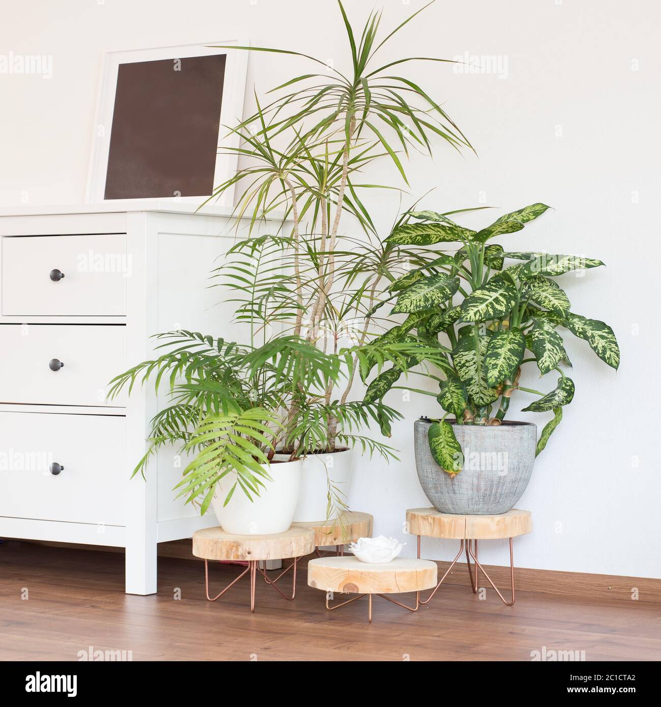 Stylish interior design plant with tropical leaves Stock Photo - Alamy