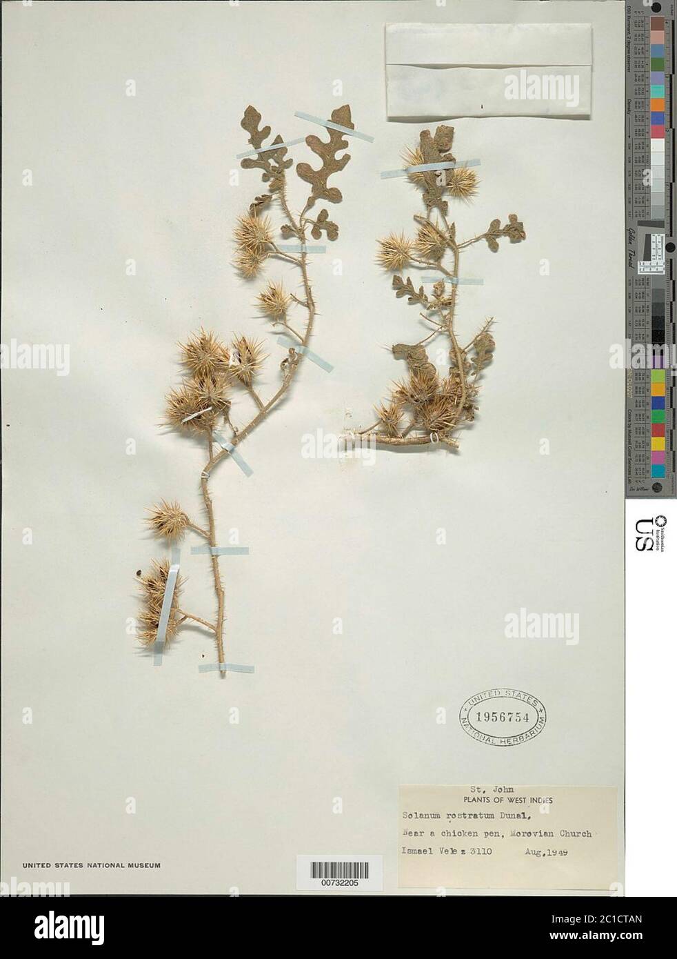 Solanum rostratum hi-res stock photography and images - Alamy