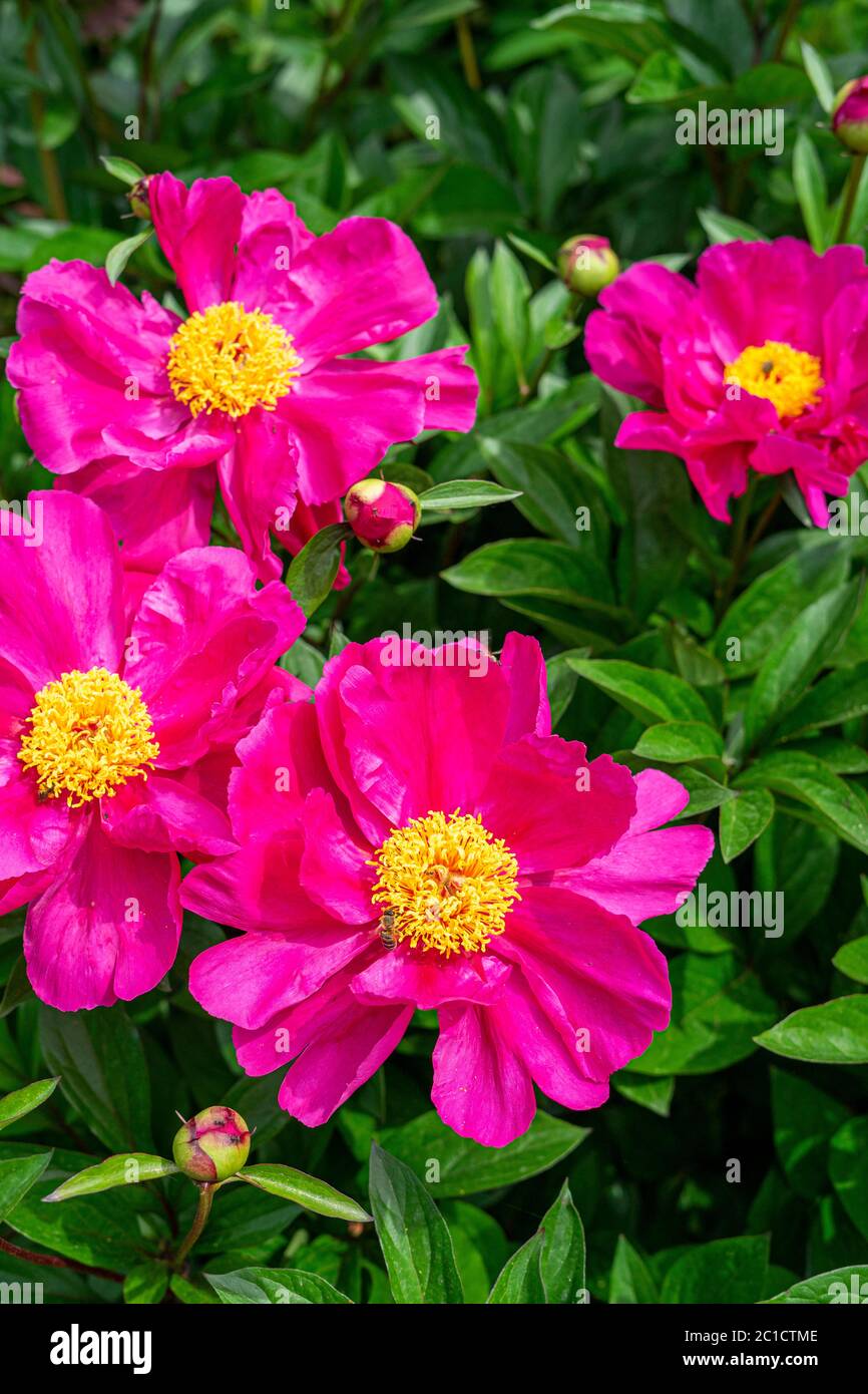 Colourful peonies growing in the garden Stock Photo - Alamy