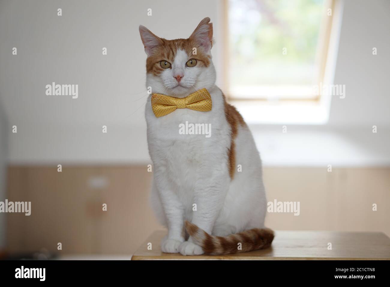 White & Ginger Cat Wearing A Bow Tie Stock Photo - Alamy