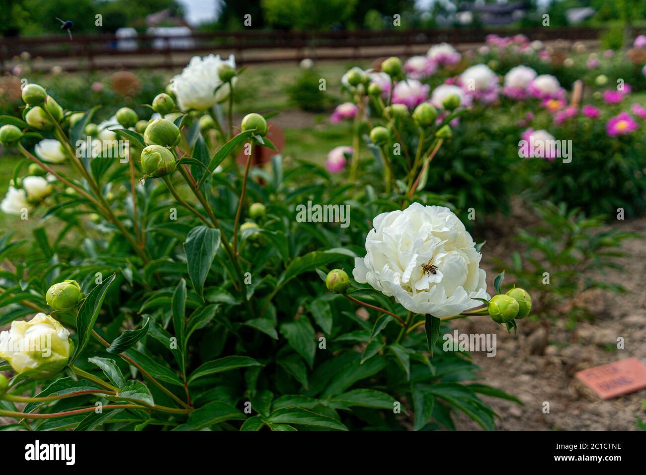 Flora flowering garden peonies hi-res stock photography and images - Alamy