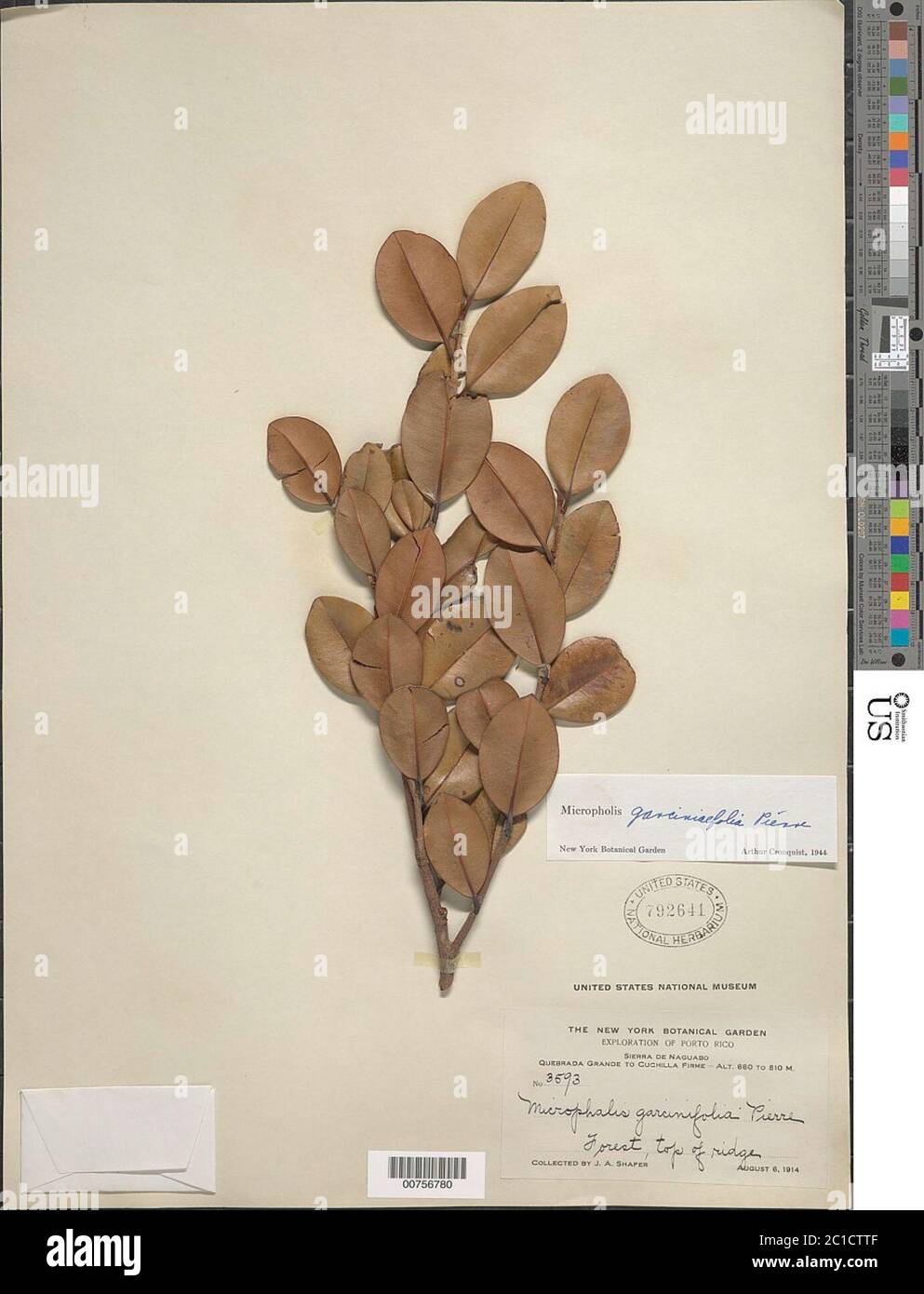 Micropholis garciniifolia Pierre Micropholis garciniifolia Pierre Stock ...