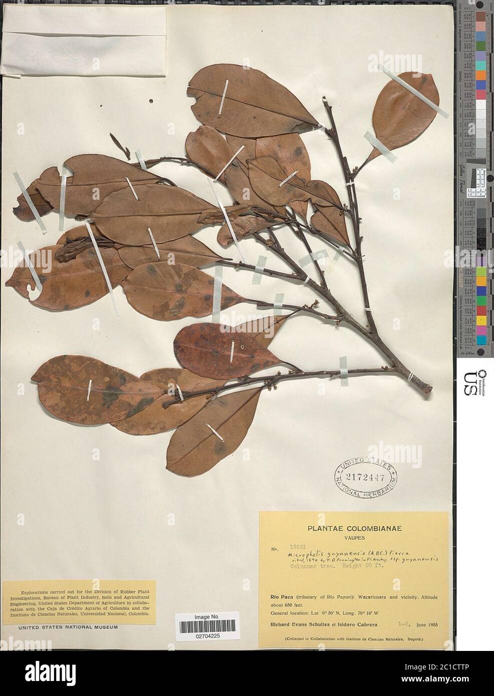 Micropholis guyanensis A DC Pierre subsp guyanensis Micropholis ...