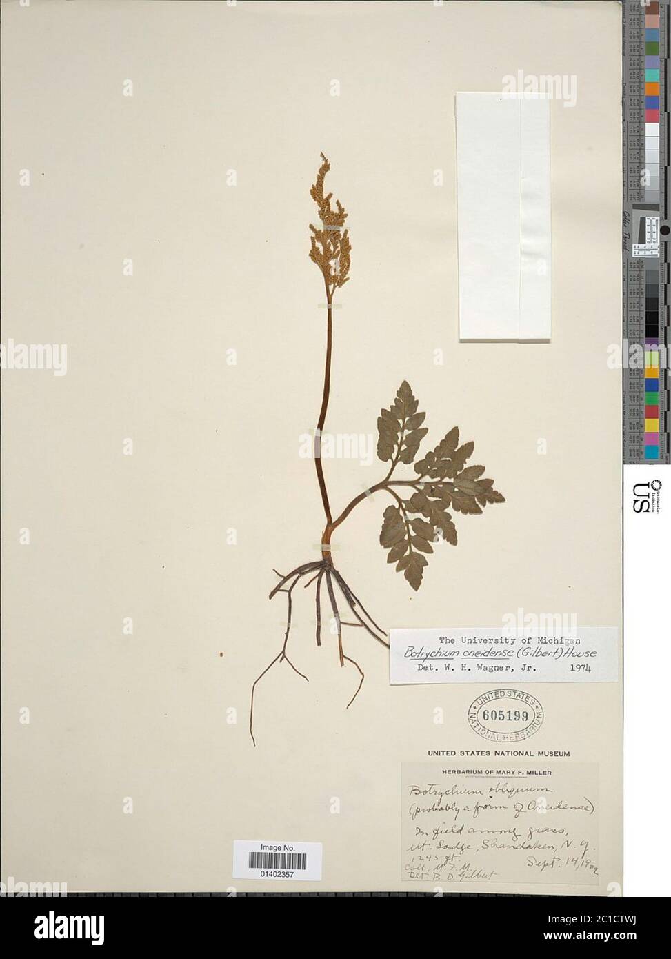 Botrychium oneidense Botrychium oneidense Stock Photo - Alamy