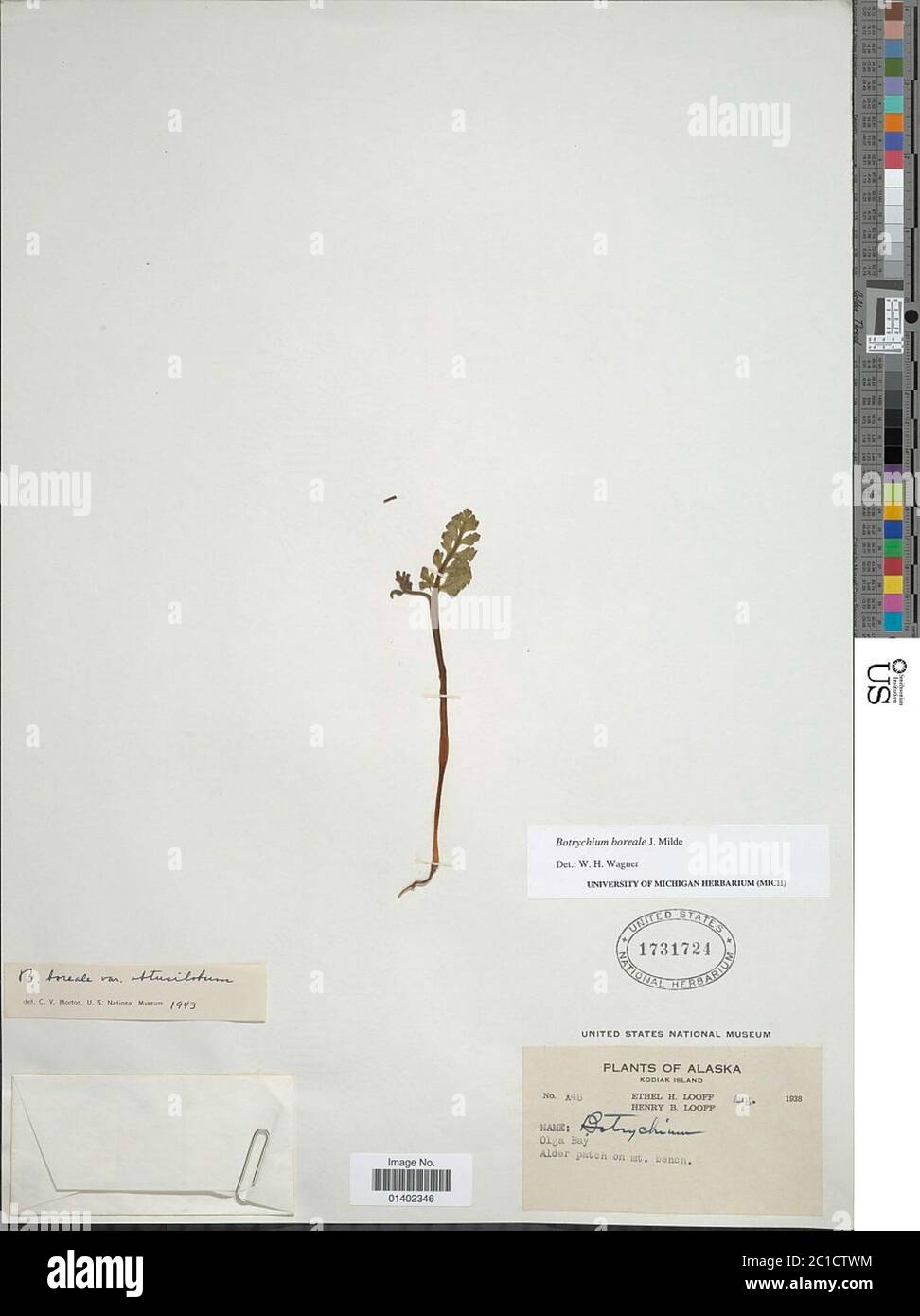 Botrychium pinnatum H St John Stock Photo - Alamy