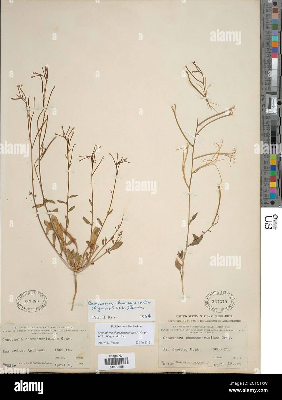 Eremothera chamaenerioides A Gray WL Wagner Hoch Eremothera chamaenerioides A Gray WL Wagner ...