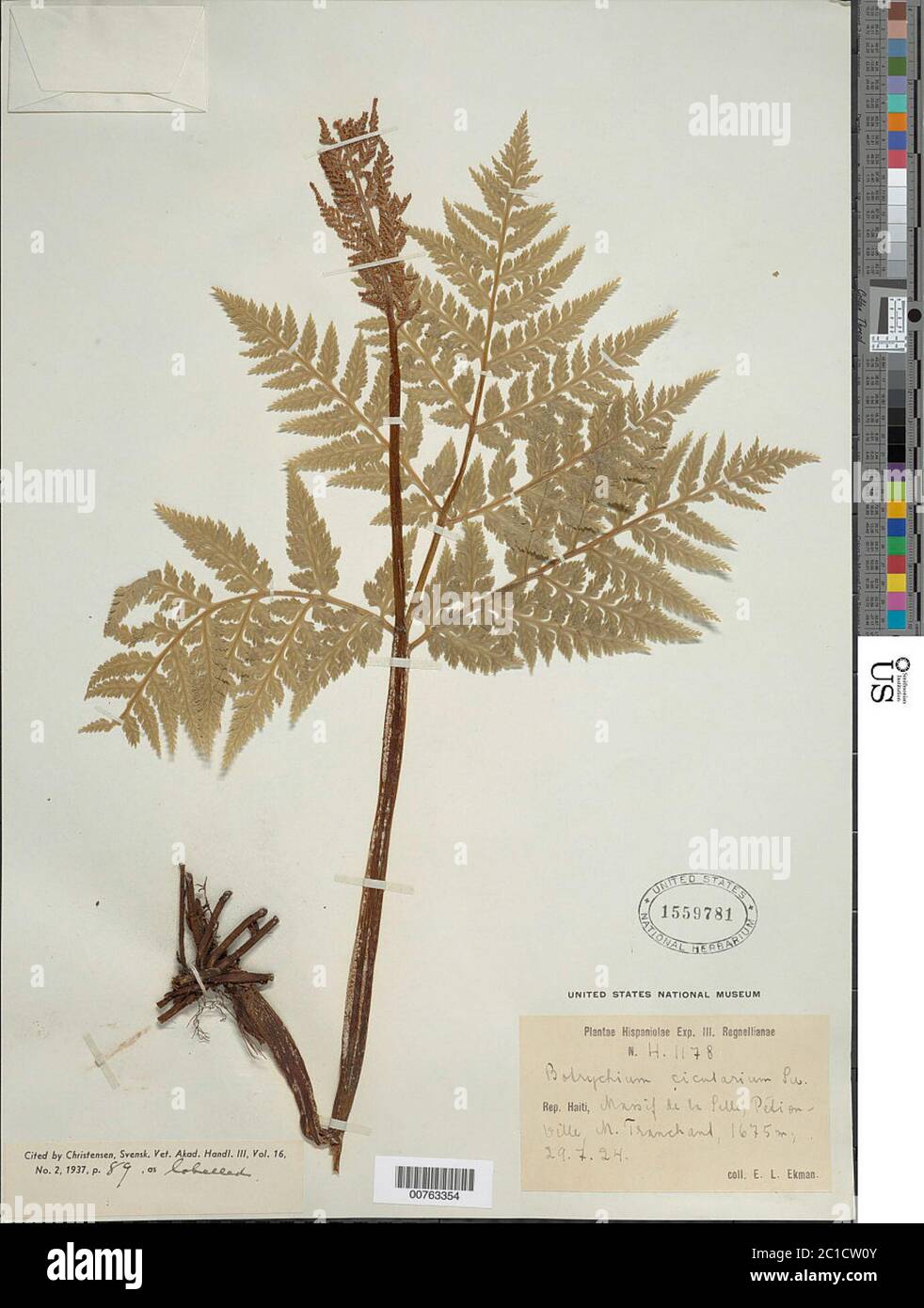 Botrychium virginianum hi-res stock photography and images - Alamy