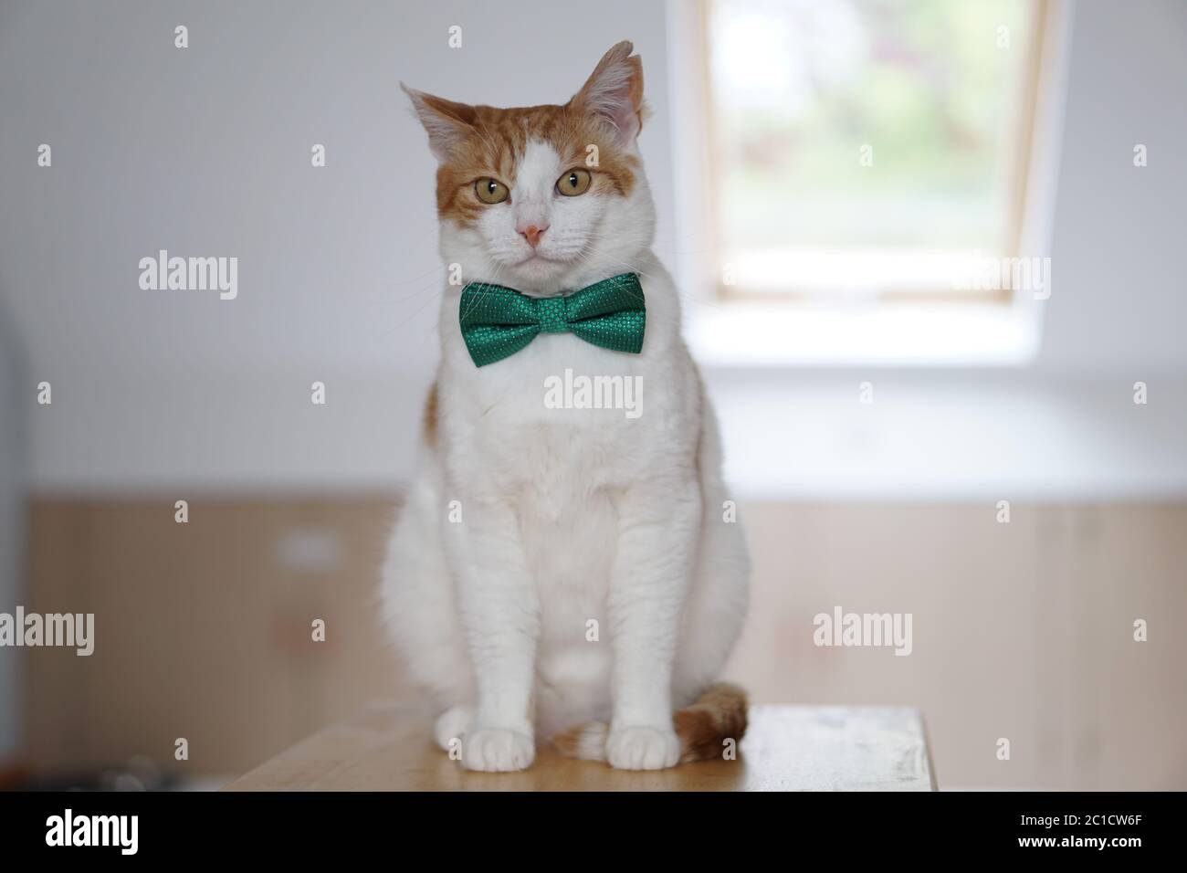 White & Ginger Cat Wearing A Bow Tie Stock Photo - Alamy