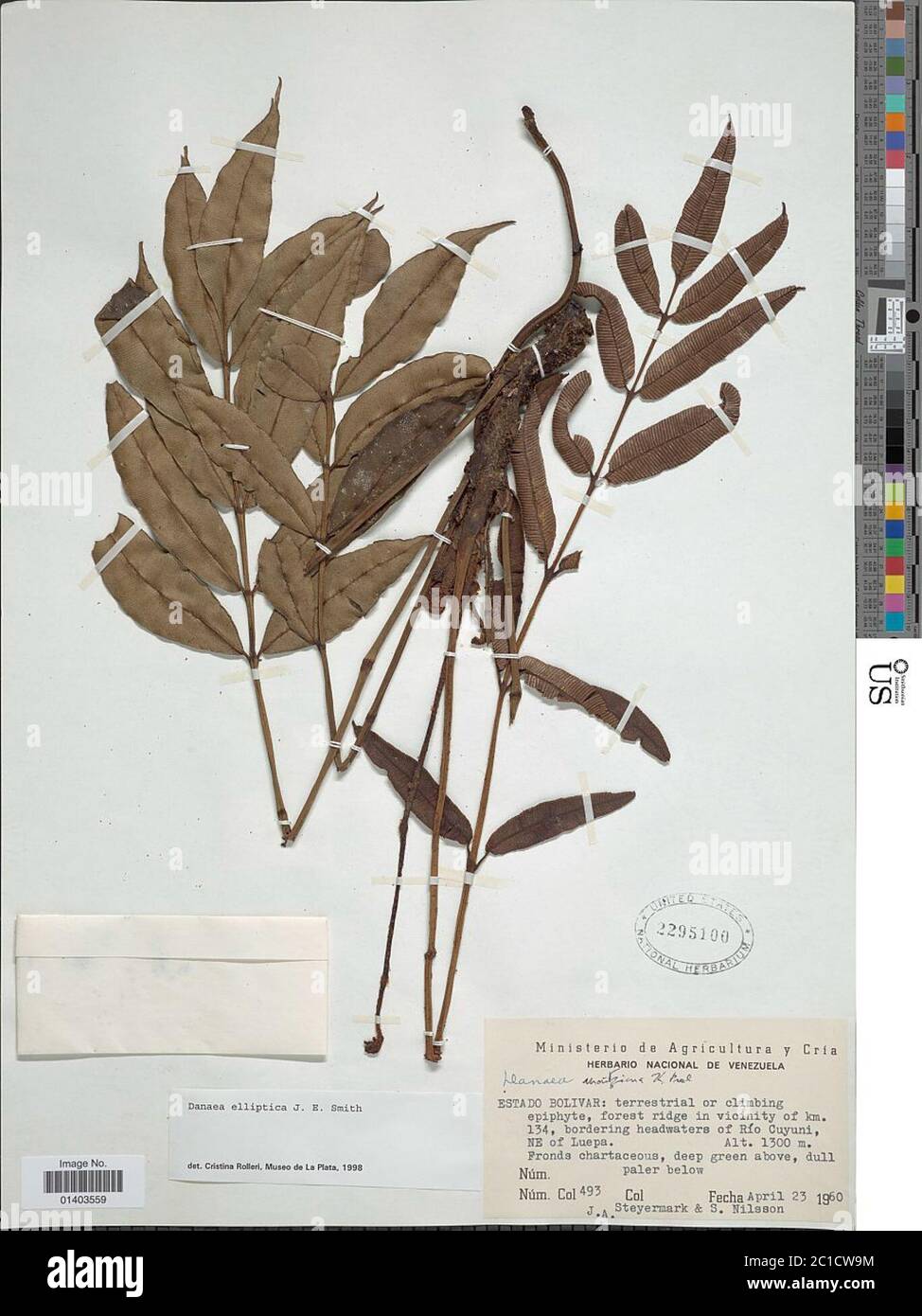 Danaea elliptica Sm Danaea elliptica Sm Stock Photo - Alamy