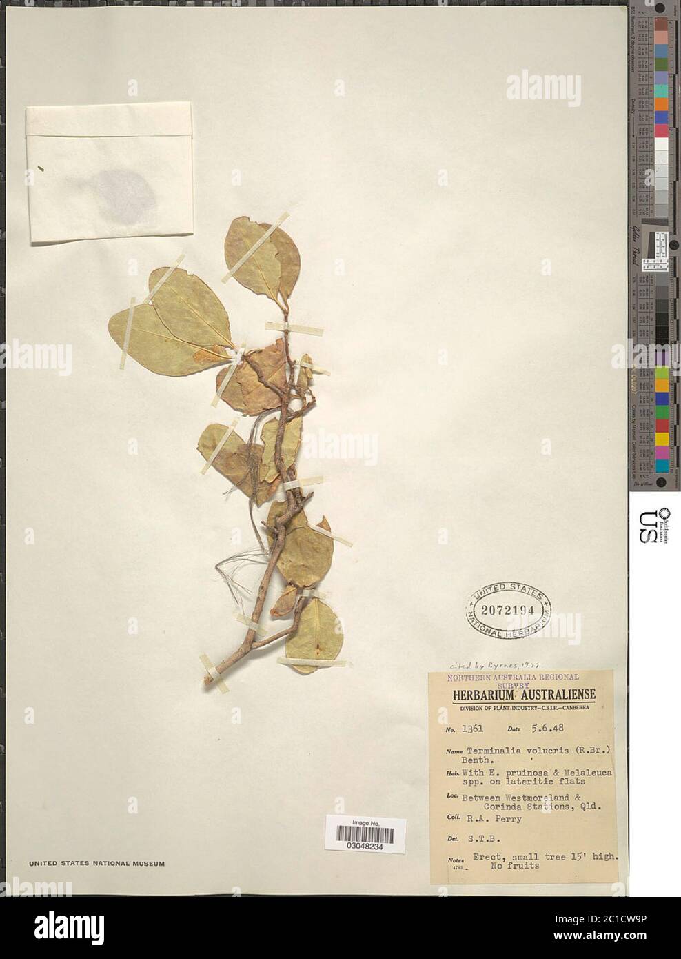 Volucris hi-res stock photography and images - Alamy